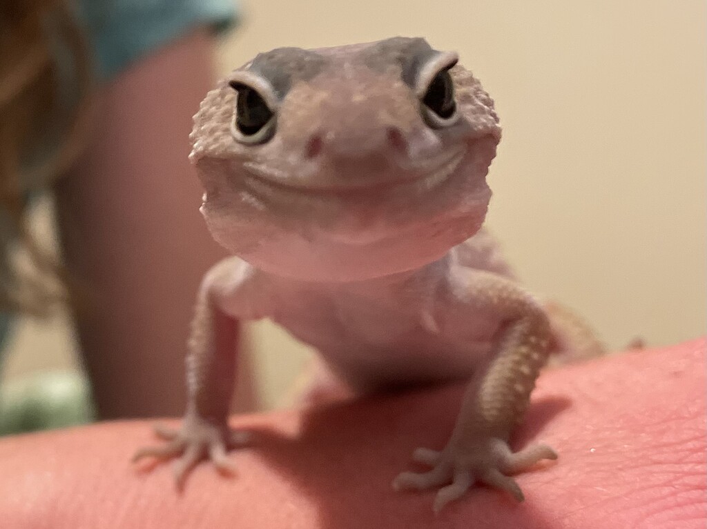 Gecko love ️ - All Reptiles - MorphMarket Reptile Community