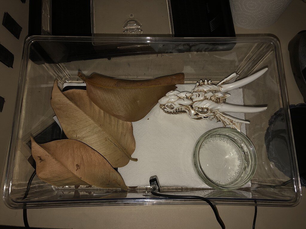 Garter Snake Enclosure Help - Other Colubrids - MorphMarket Reptile ...