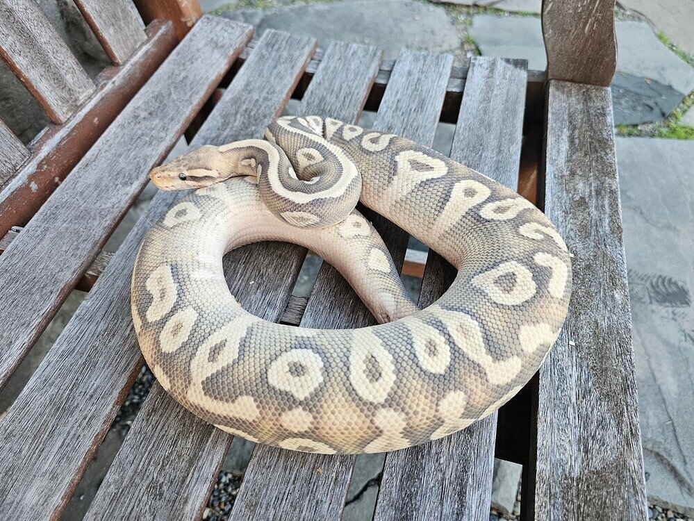 Need help identifying this morph - Ball Pythons - MorphMarket Reptile ...