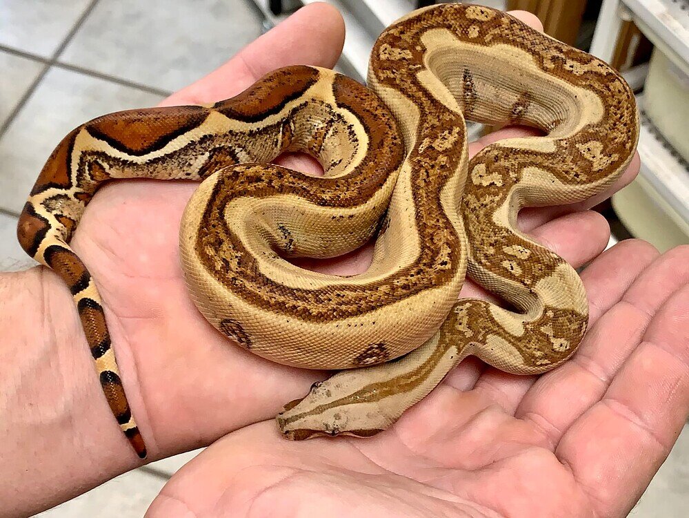 Indy morph-Boa imperator/Boa constrictor imperator [DONE] - Genetics ...