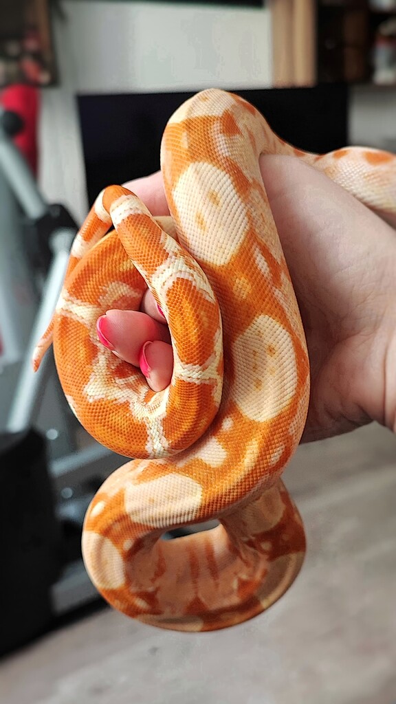 Albino or sunglow difference? - Boa Constrictors - MorphMarket Reptile ...