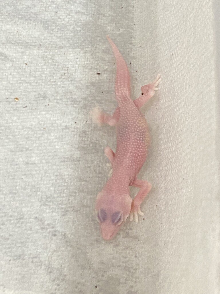 Completely lost at what just hatched out… - Leopard Geckos ...