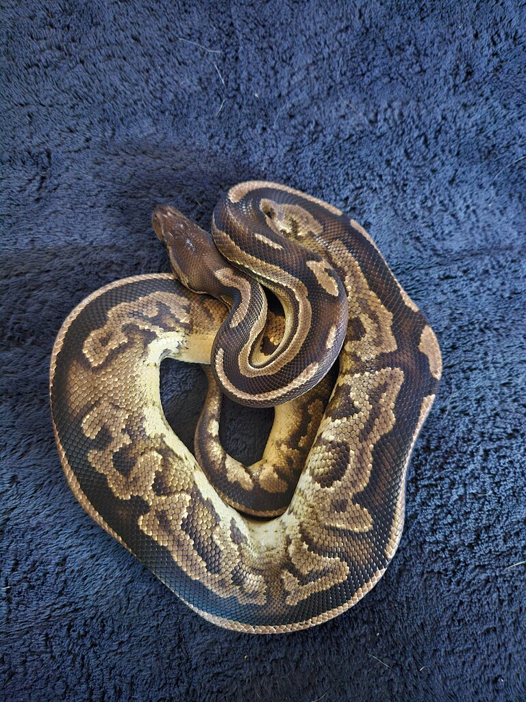Ball python unknown genetics: help - Ball Pythons - MorphMarket Reptile Community
