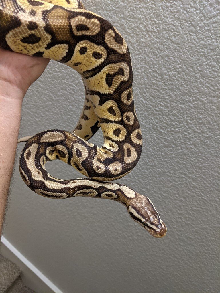 Lesser pastel? - Ball Pythons - MorphMarket Reptile Community