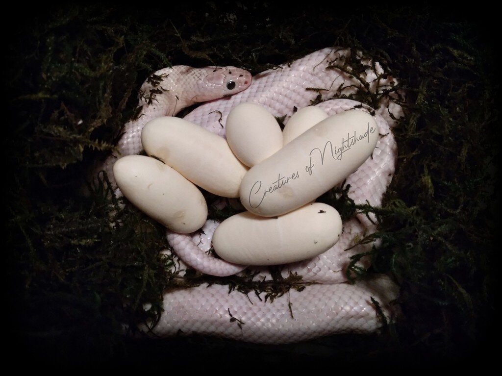 MORE Beautiful White Snakes! - Kingsnakes - MorphMarket Reptile Community