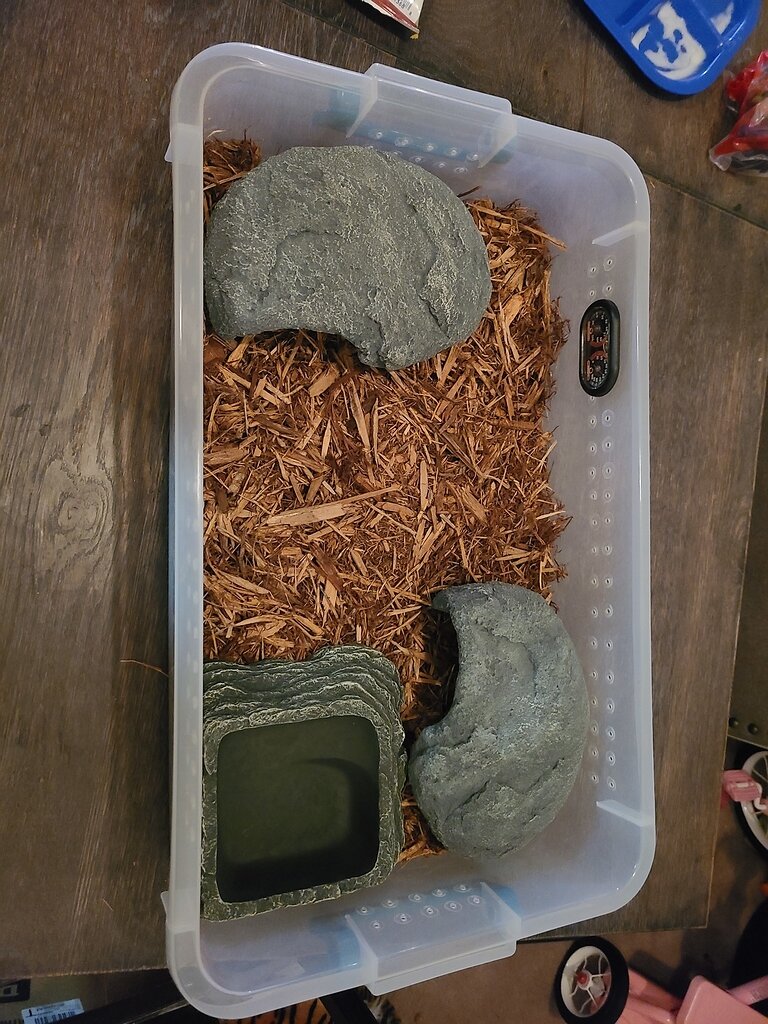 Opinions on my setup for a juvenile ball python - Ball Pythons ...