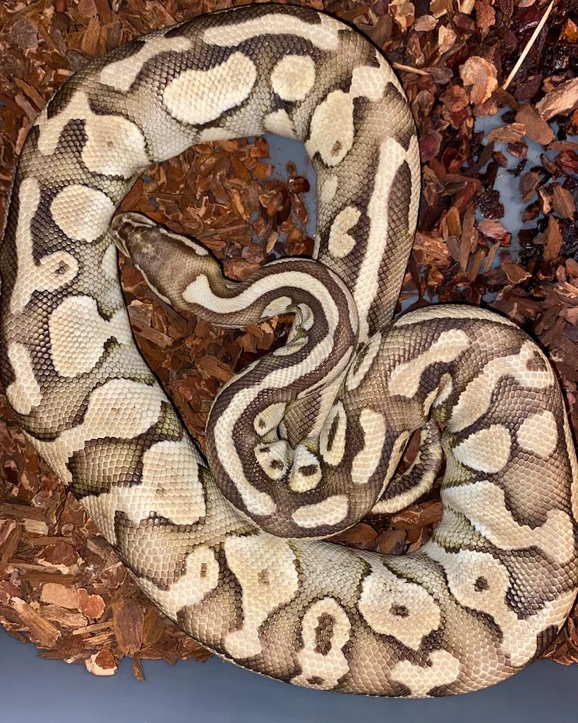 What would you pair? - Ball Pythons - MorphMarket Reptile Community