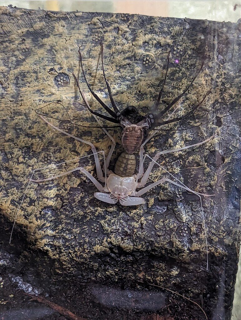 Phrynus whitei Molting - Other Invertebrates - MorphMarket Reptile ...