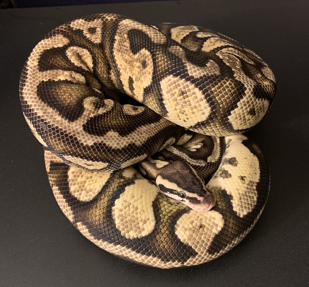 Glowing Gals! - Ball Pythons - MorphMarket Reptile Community