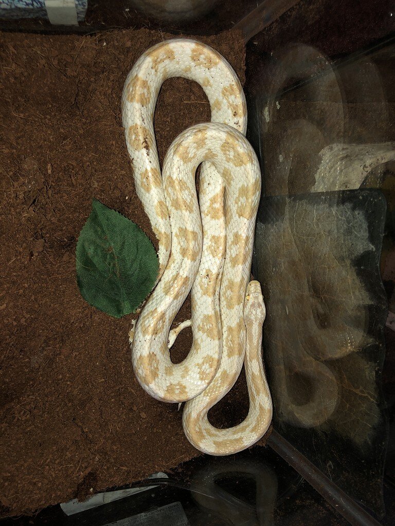 Corn snake breeding plans 2021! First lock of the year today! - Corn ...
