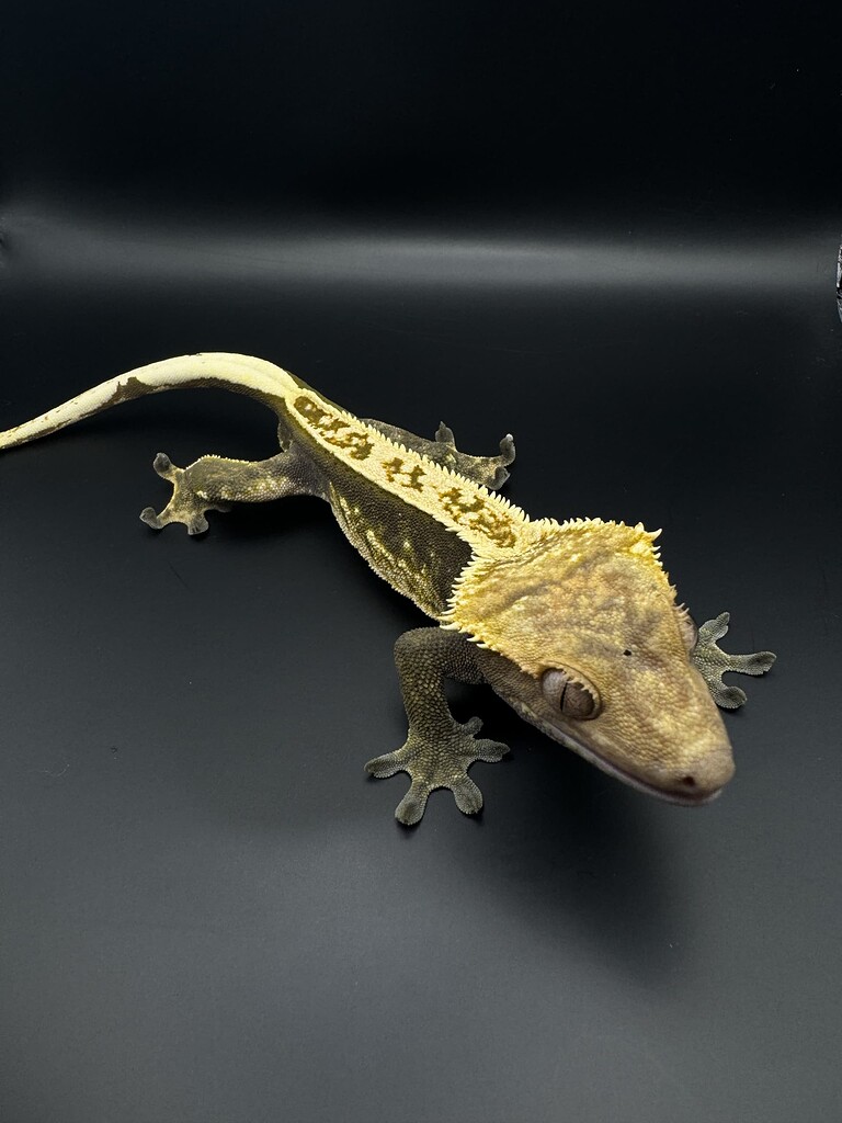 What my gecko worth ? and morph? - Crested Geckos - MorphMarket Reptile ...