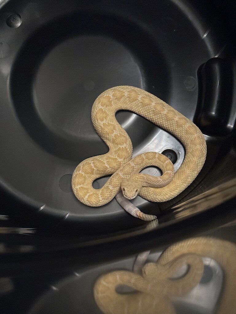 Rattlesnake bucket shots - All Reptiles - MorphMarket Reptile Community
