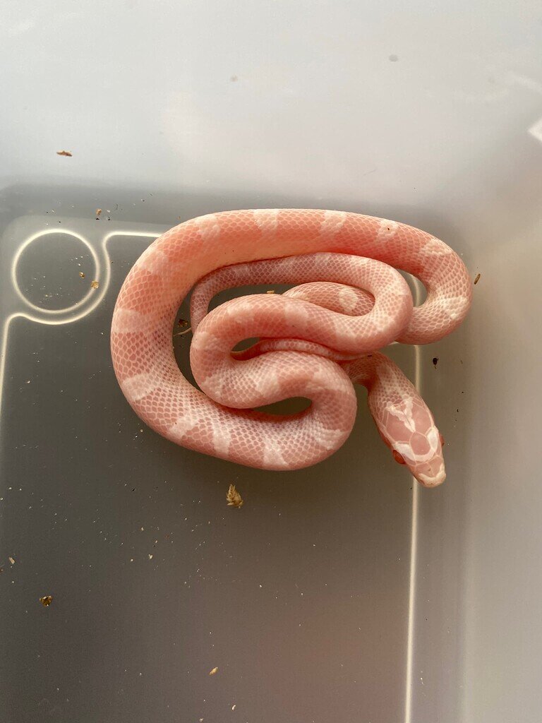The one little survivor😊 - Corn Snakes - MorphMarket Reptile Community