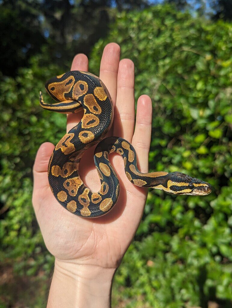 Import Gene ID help - Ball Pythons - MorphMarket Reptile Community