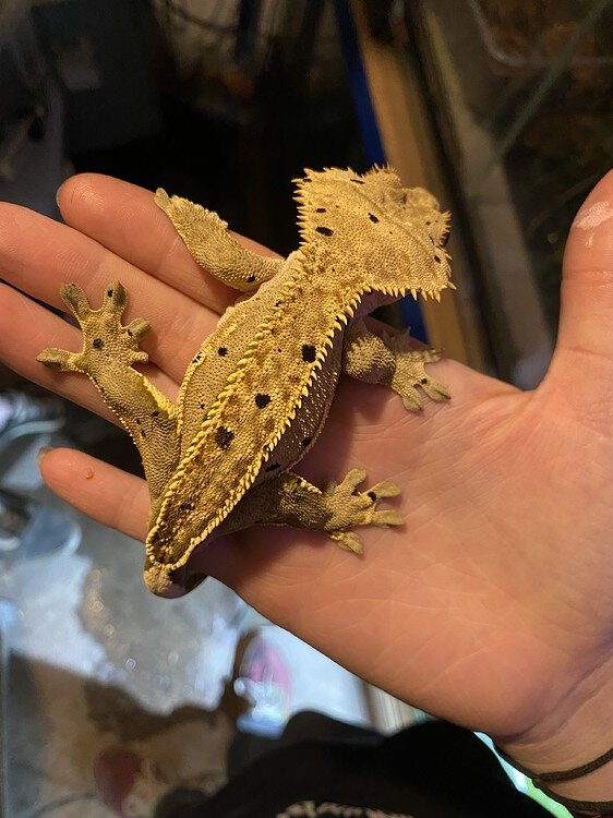 Finally some pics of Spike! - Crested Geckos - MorphMarket Reptile ...