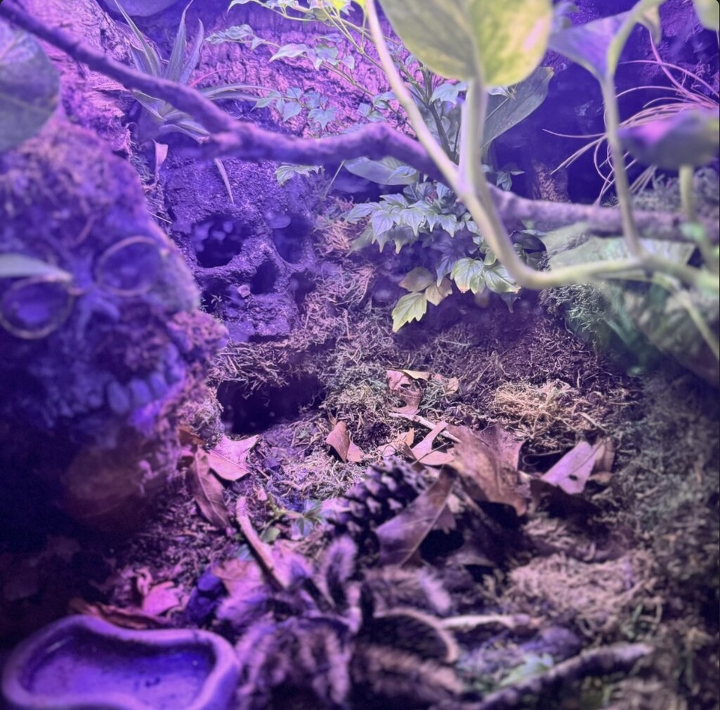 Curly hair tarantula bioactive enclosure - Spiders - MorphMarket ...