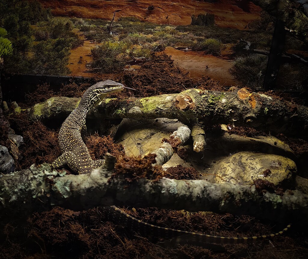 I was gifted a baby Argus monitor - Monitors - MorphMarket Reptile ...