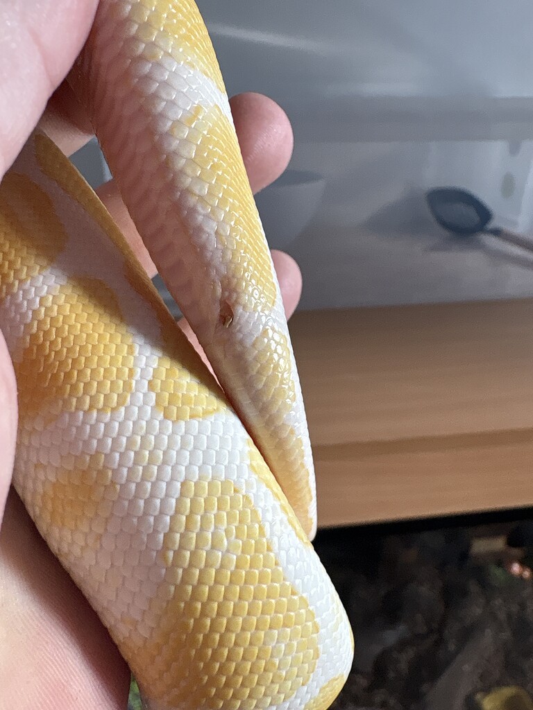 Help, weight check and strange scales - Ball Pythons - MorphMarket Reptile Community