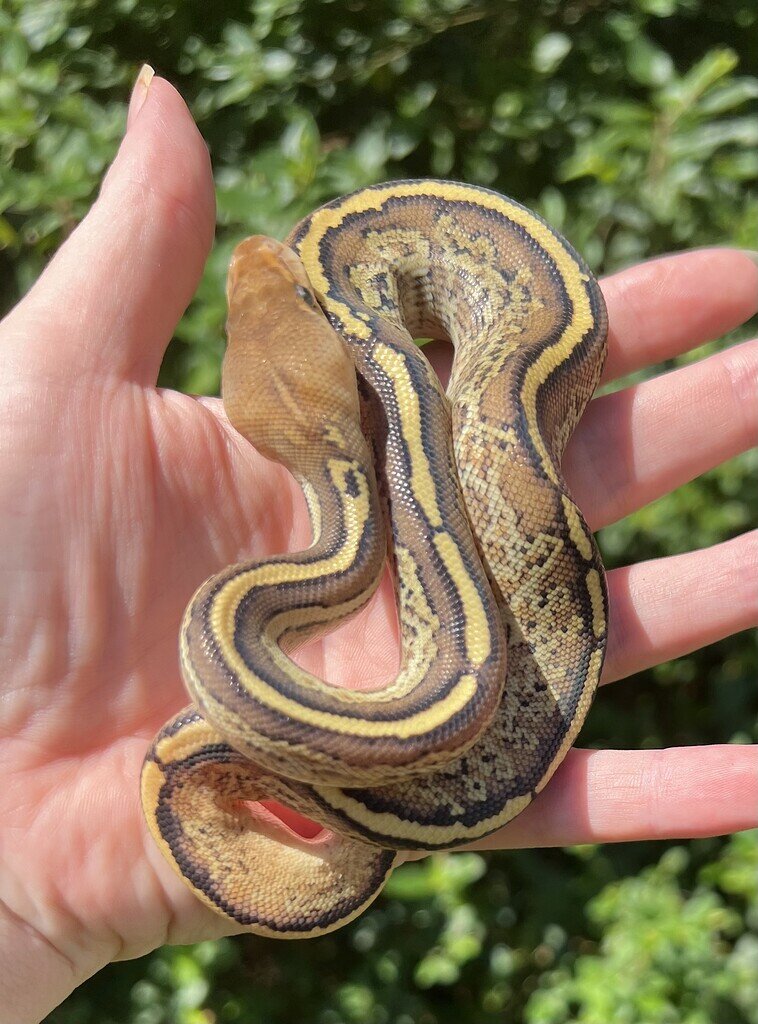 Freshly shed bongo stuff - Ball Pythons - MorphMarket Reptile Community