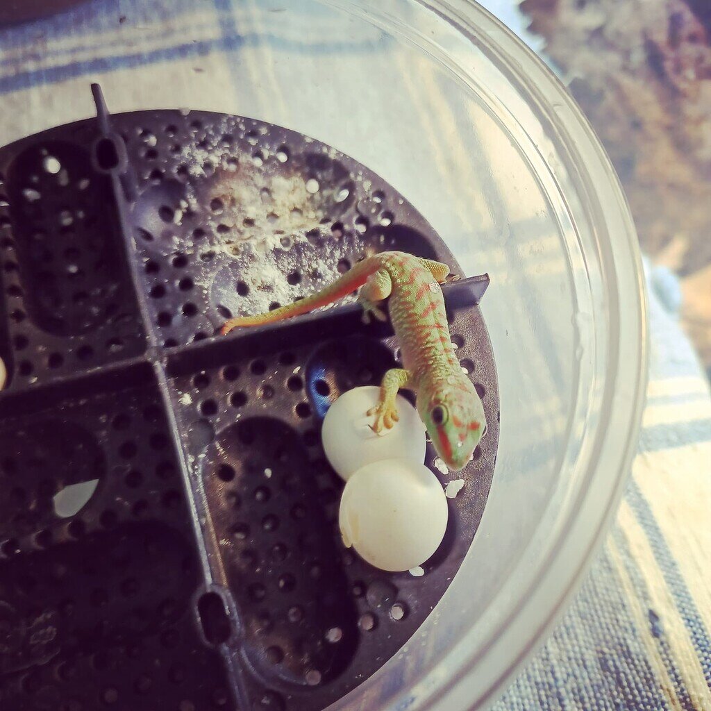 Thanksgiving baby and some day gecko photos - Other Geckos ...