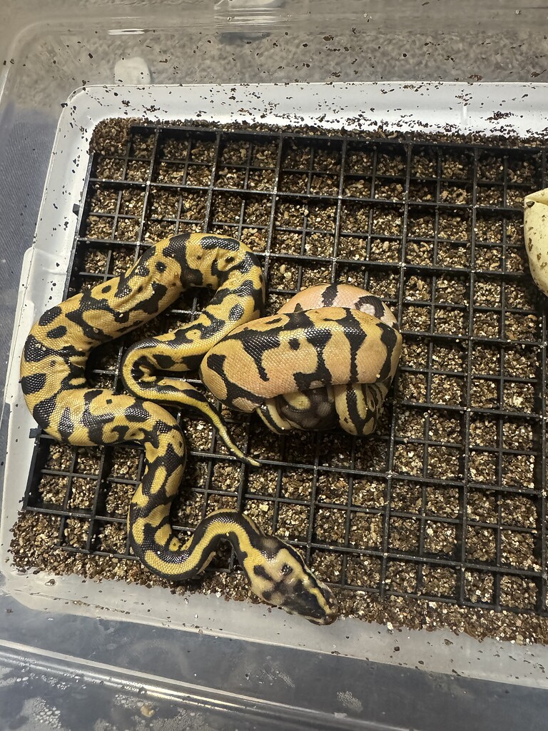 Help identifying BP’s - Ball Pythons - MorphMarket Reptile Community