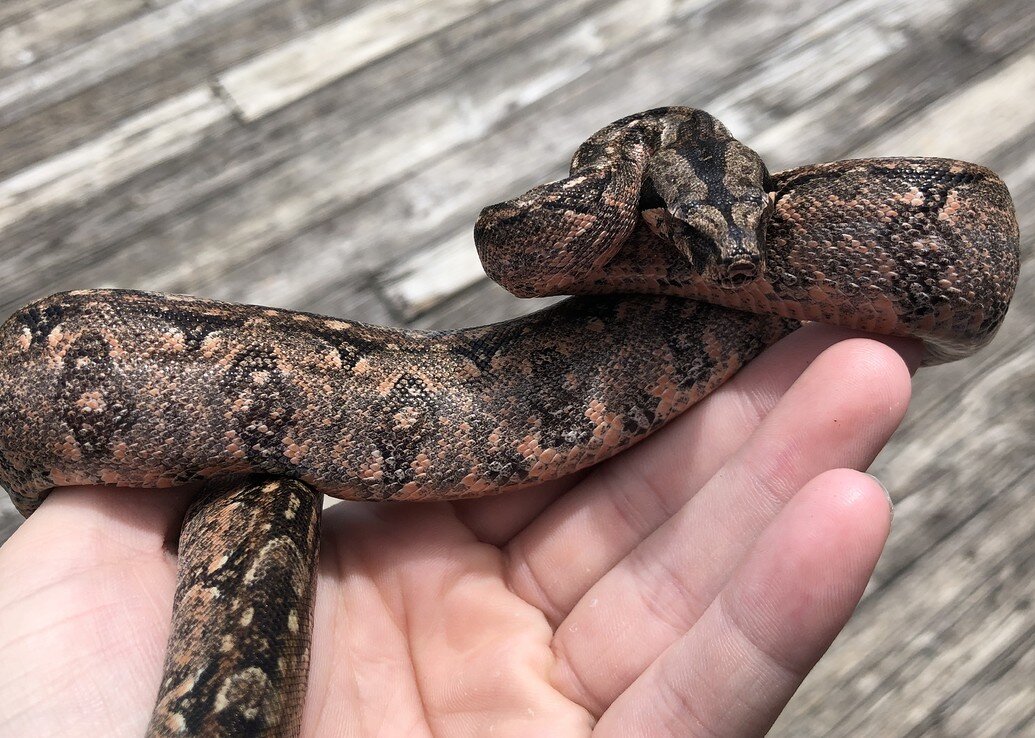 My high color Tarahumara Dwarf Boa - Boa Constrictors - MorphMarket ...