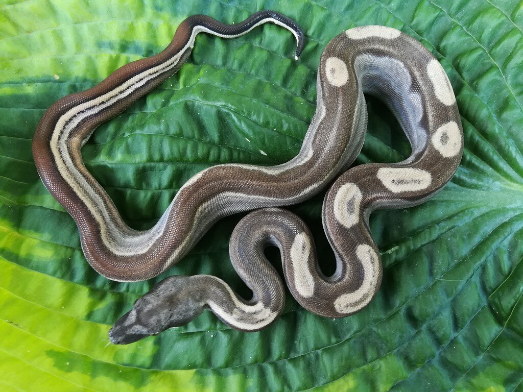 Motley jungle boa - Boa Constrictors - MorphMarket Reptile Community