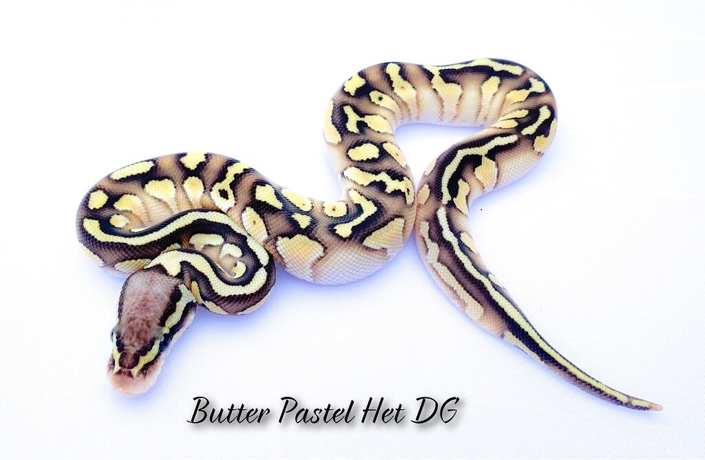 DOT clutch has began their first sheds - Ball Pythons - MorphMarket ...