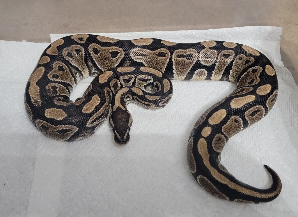 Morph ID Help :) - Ball Pythons - MorphMarket Reptile Community