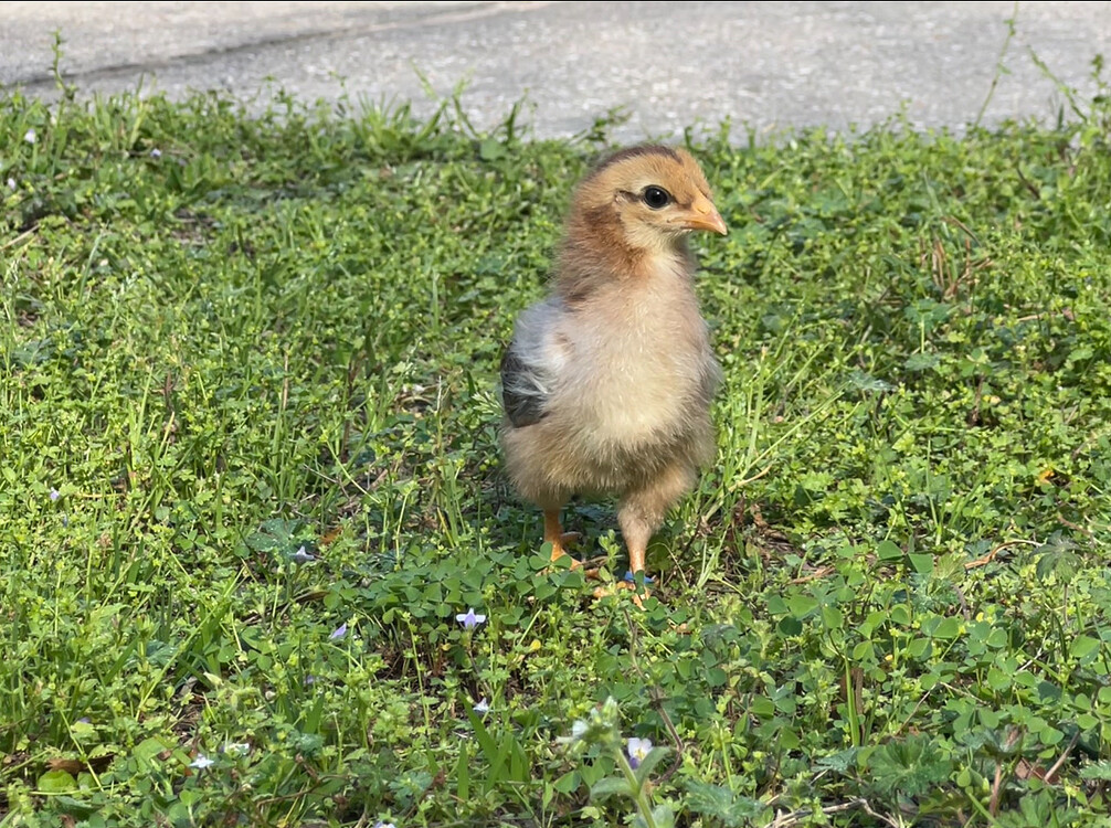 New Chickens! - All Reptiles - MorphMarket Reptile Community