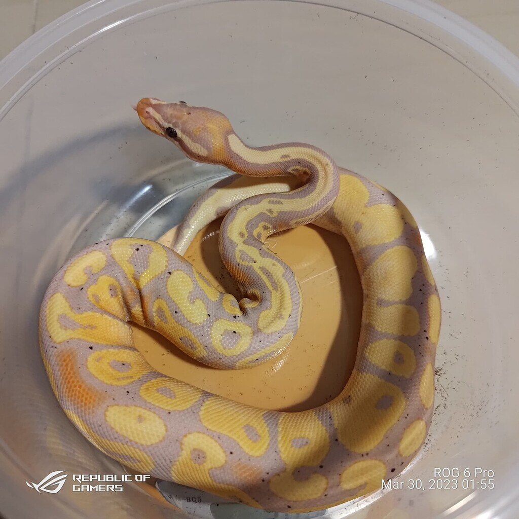 So far growing up well - Ball Pythons - MorphMarket Reptile Community