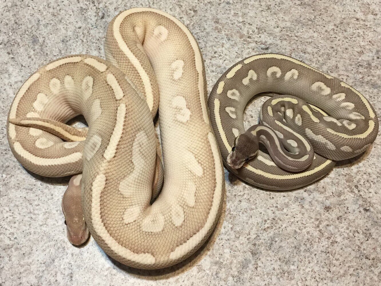 Show off your lucy complex morphs! - Ball Pythons - MorphMarket Reptile ...