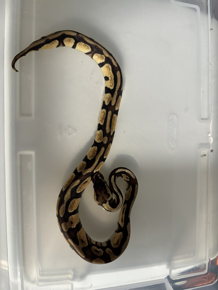 Very very sick baby need help - Ball Pythons - MorphMarket Reptile ...