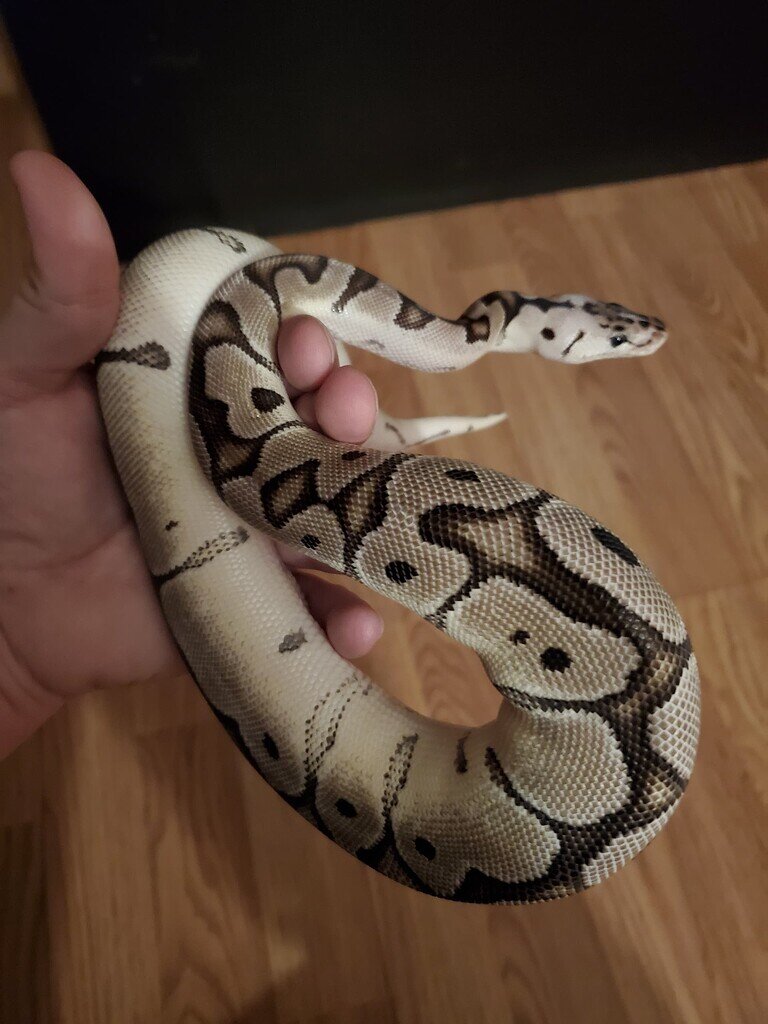 Growing nice! - Ball Pythons - MorphMarket Reptile Community