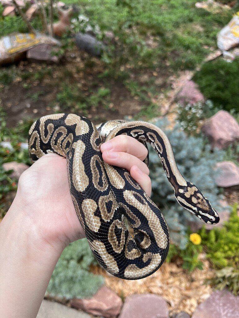 Spark is the worst ⚡️ - Ball Pythons - MorphMarket Reptile Community