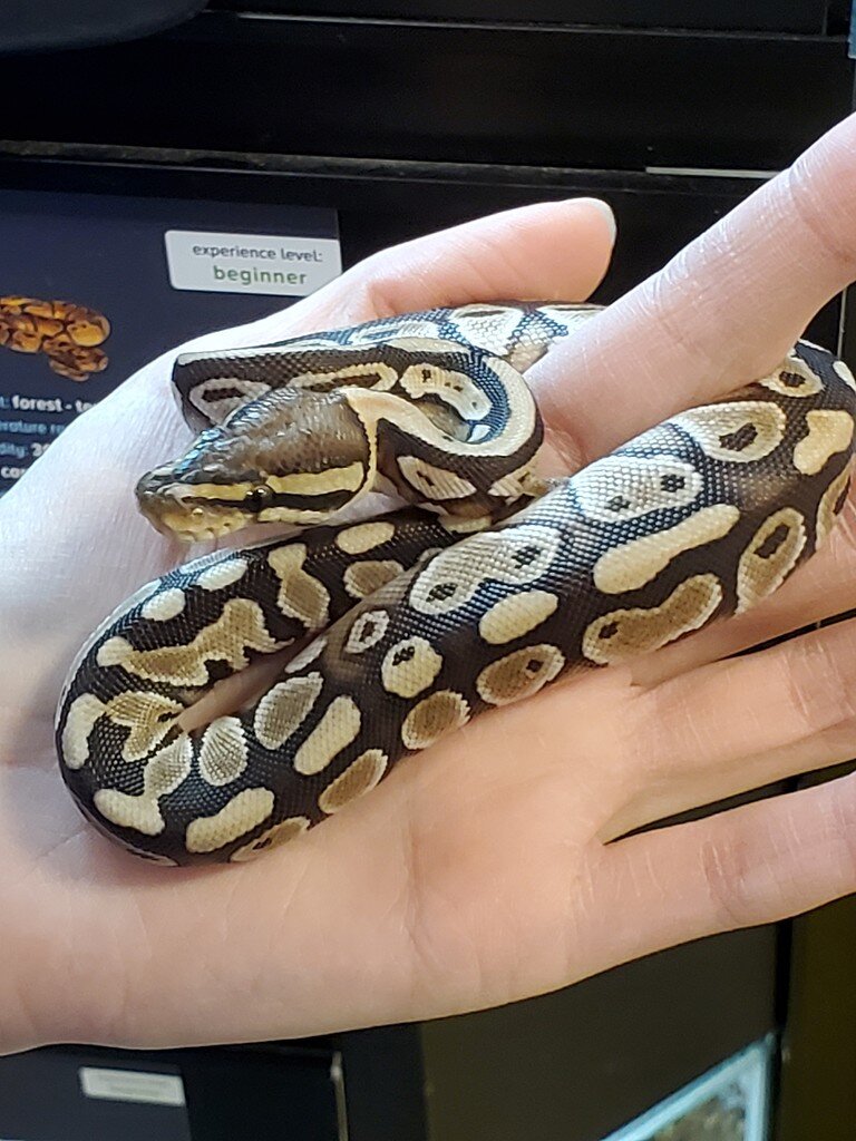 Baby Ball Python Morph Identification - Ball Pythons - MorphMarket ...