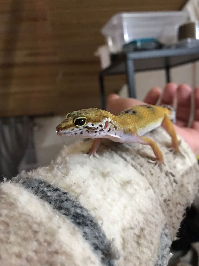 Help to identify the gecko's morph - Leopard Geckos - MorphMarket ...