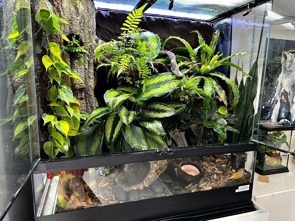 My best viv yet 🌱 - Enclosures & Setups - MorphMarket Reptile Community