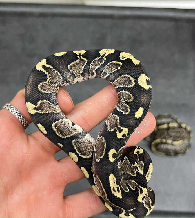 Gorilla is here! New Gene Understanding - Ball Pythons - MorphMarket Reptile Community