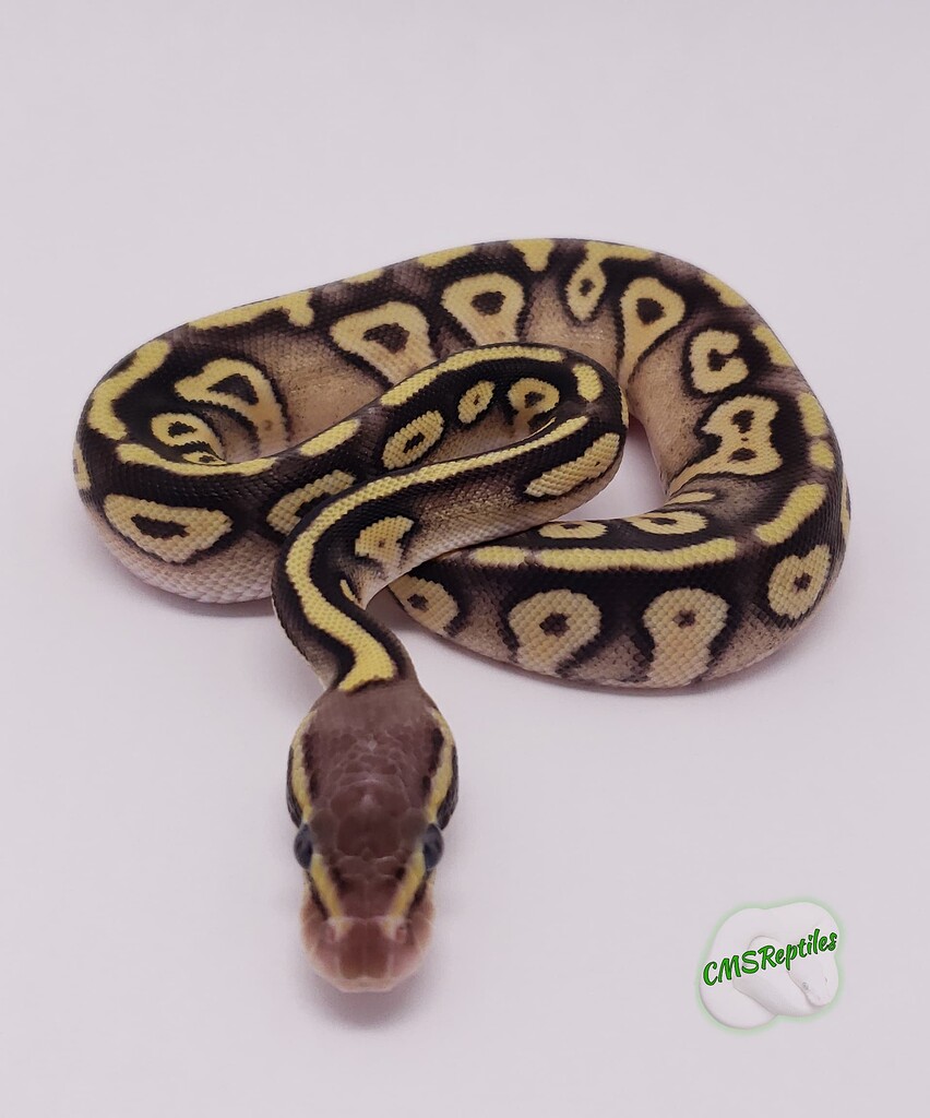 Time to ID some babies! - Ball Pythons - MorphMarket Reptile Community