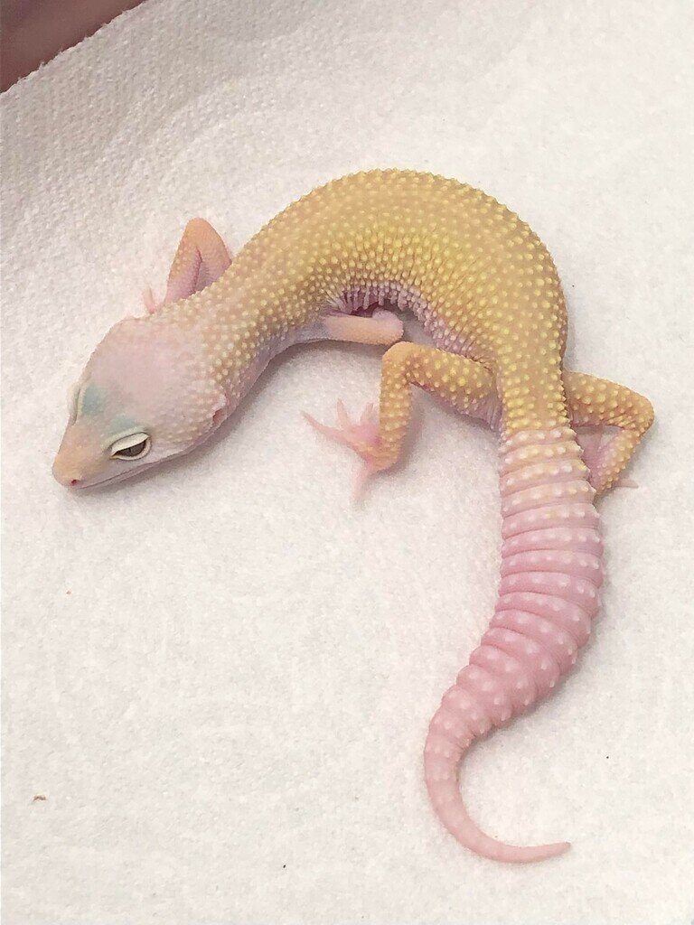 Female Snow Las Vegas Patternless Leopard Gecko - Geckoholics ...
