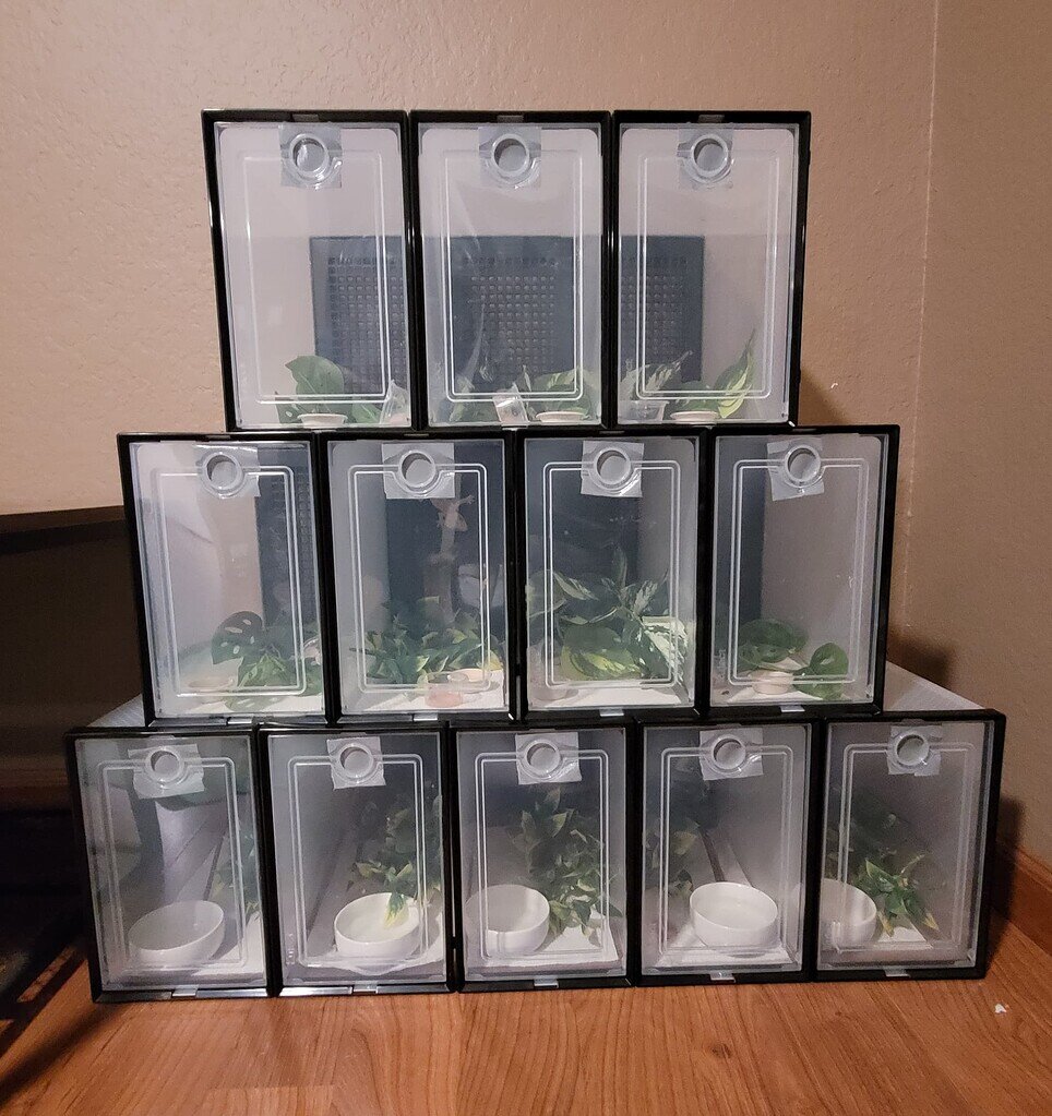 Baby Enclosure Setup - Crested Geckos - MorphMarket Reptile Community