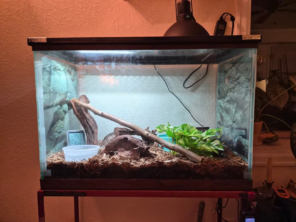 Young Ball Python hasn't shed in 8 weeks - Ball Pythons - MorphMarket ...
