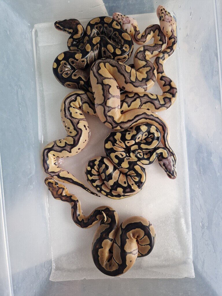 Clutch number 2 of the sesson - All Reptiles - MorphMarket Reptile ...