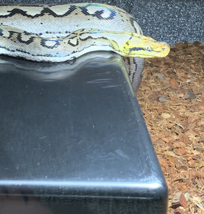 Rainbow or Arcoiris Reticulated Python - Genetics & Species ...