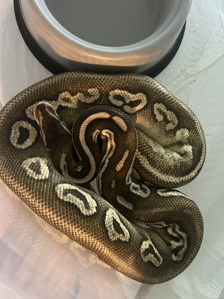 Please help me identify - Ball Pythons - MorphMarket Reptile Community