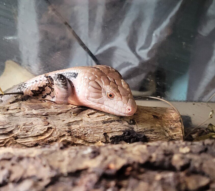 Show Off Your Skinks - Skinks - MorphMarket Reptile Community