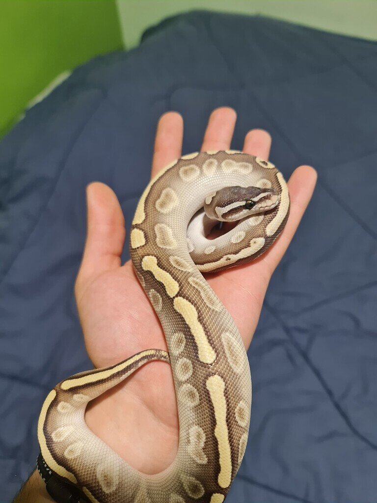 What genes are in my ball python? - Ball Pythons - MorphMarket Reptile ...