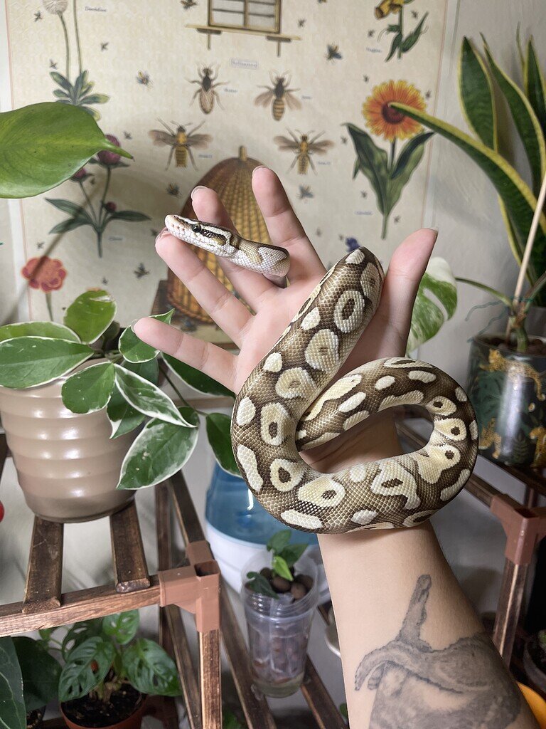Need help identifying my girls morph! - Ball Pythons - MorphMarket ...