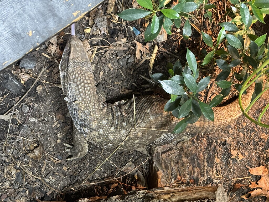 Savannah monitor - Monitors - MorphMarket Reptile Community